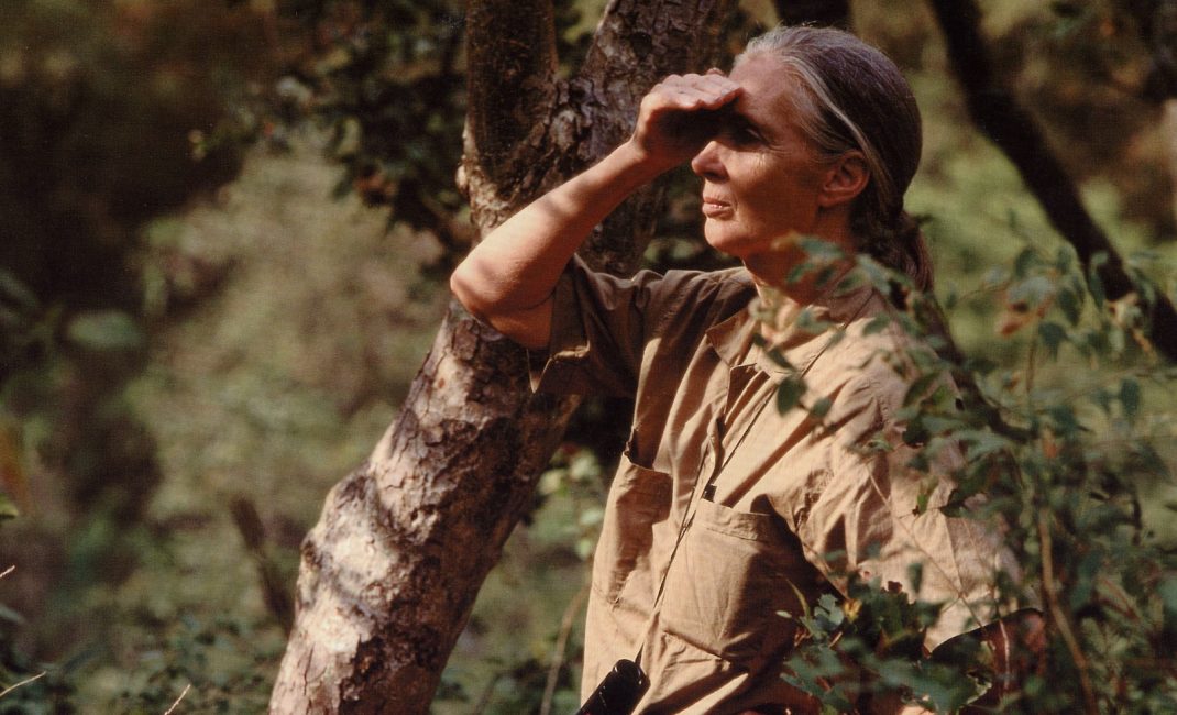 Distinctions de Jane – Jane Goodall Institute France
