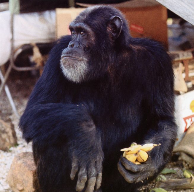 David Greybeard – Jane Goodall Institute France