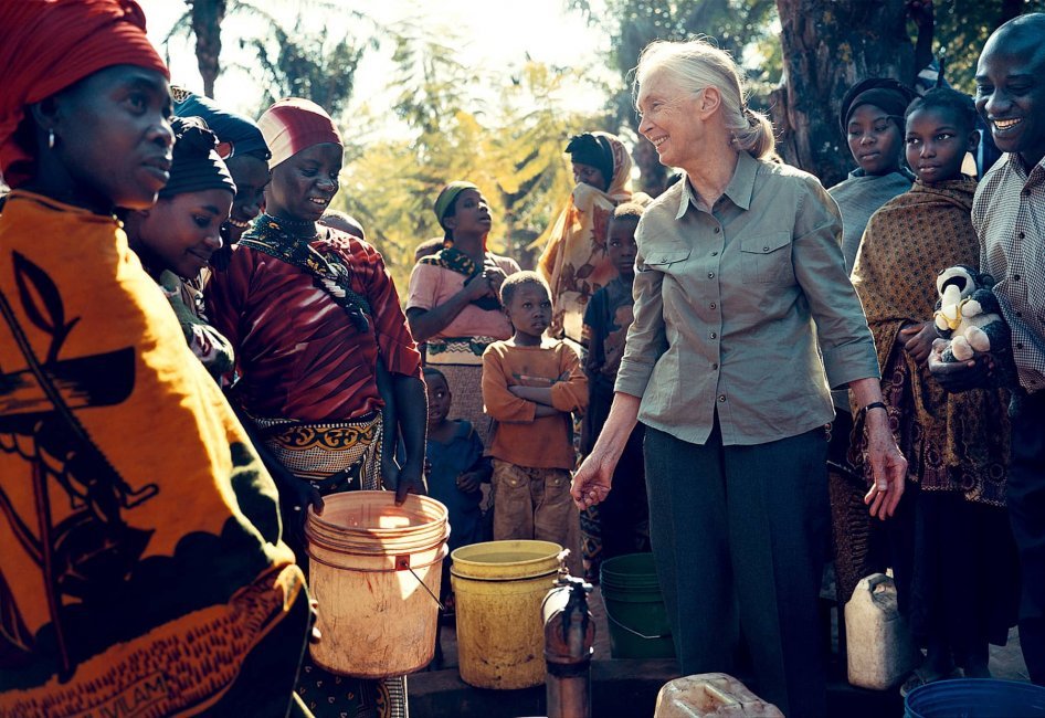 David Greybeard – Jane Goodall Institute France