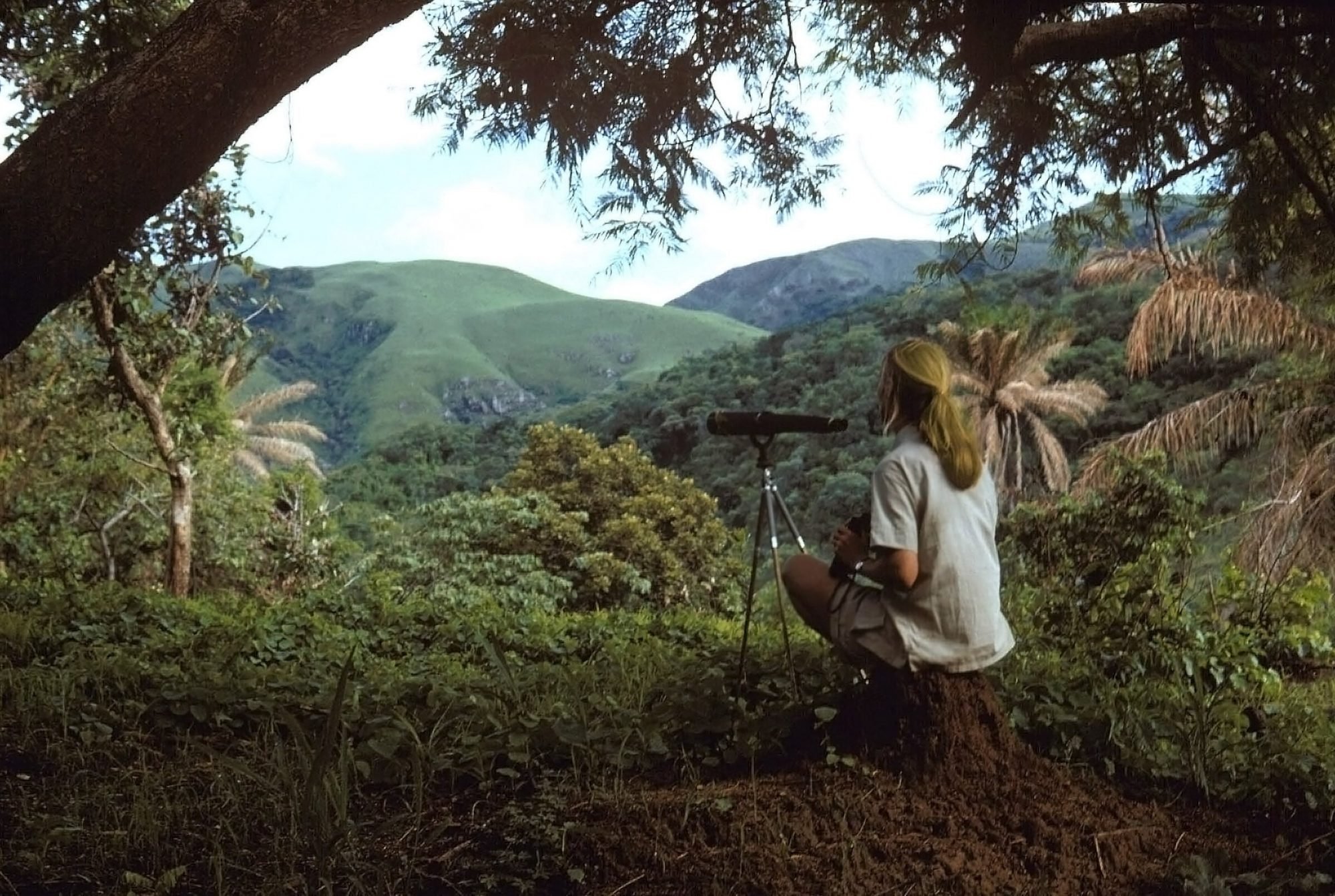 David Greybeard – Jane Goodall Institute France