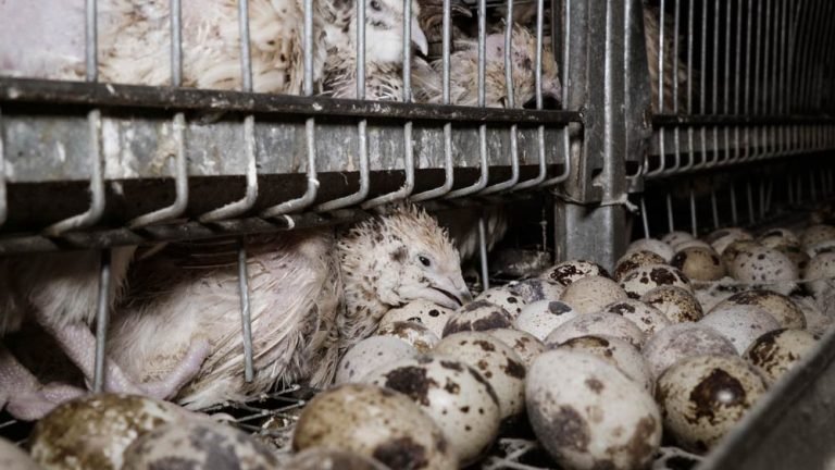 Lutter contre l’élevage intensif – Jane Goodall Institute France