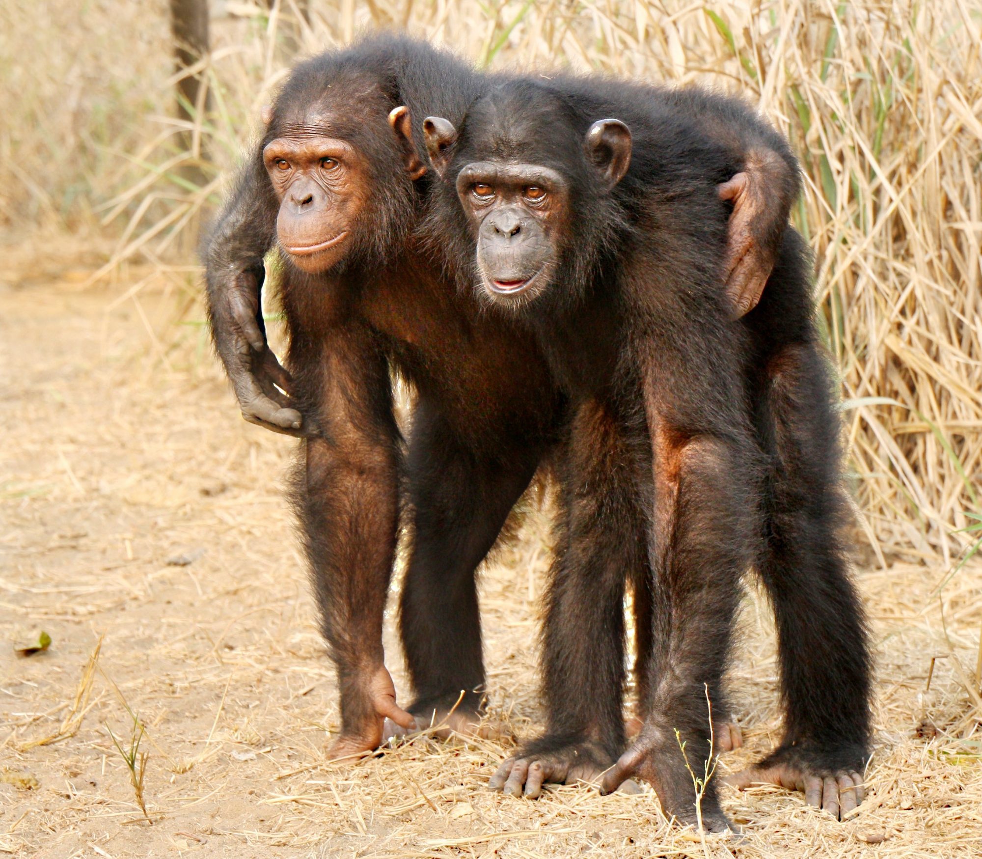 À la découverte des chimpanzés – Jane Goodall Institute France