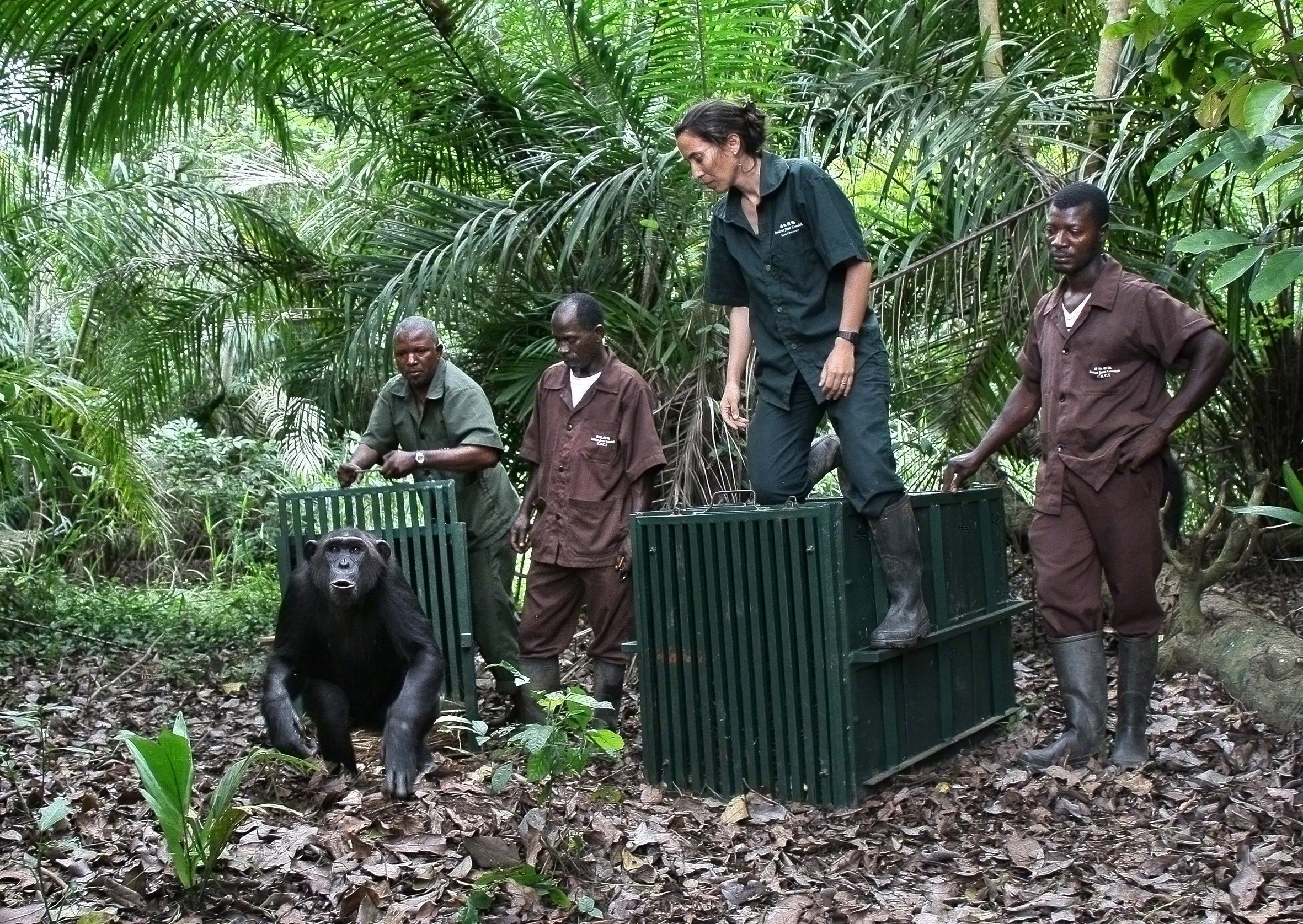 Rebecca Atencia – Jane Goodall Institute France