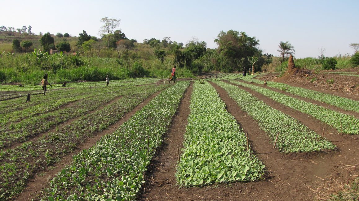 Agroforesterie et reforestation – Jane Goodall Institute France