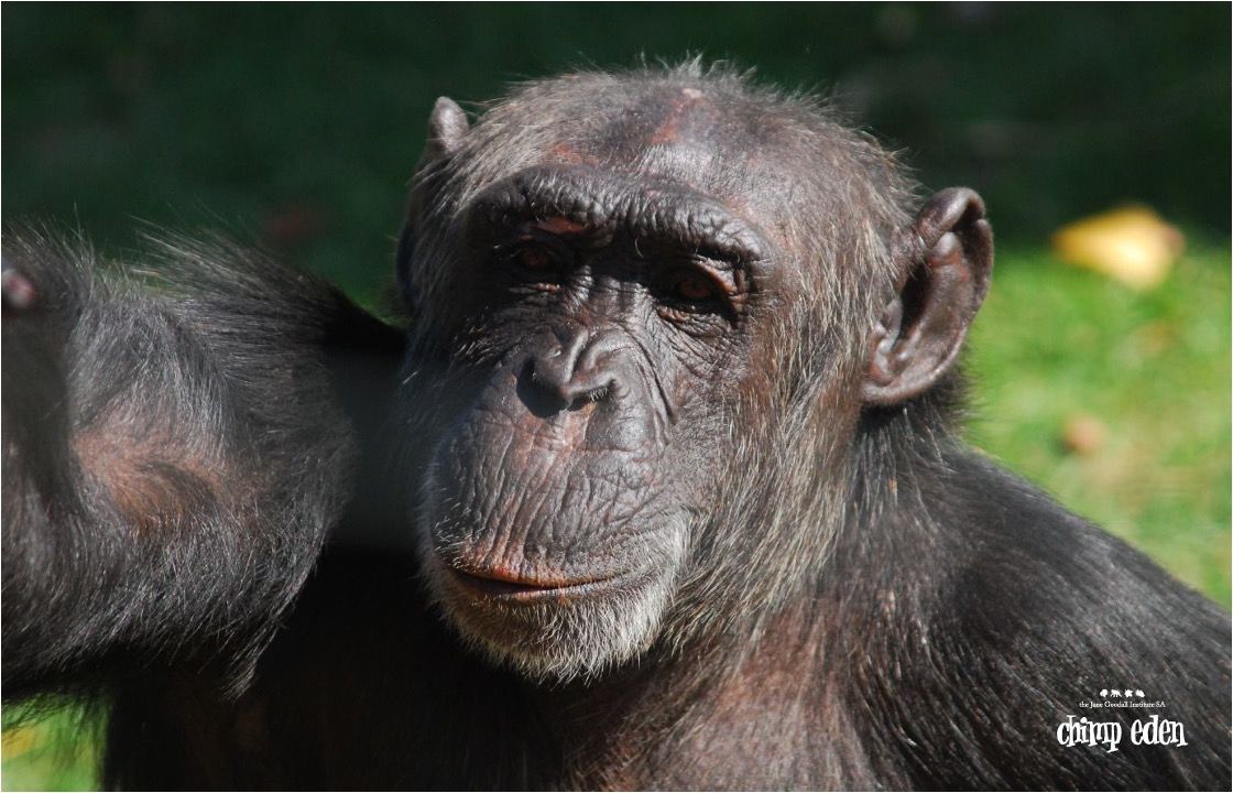 Chimp Eden, un sanctuaire différent des autres – Jane Goodall Institute ...