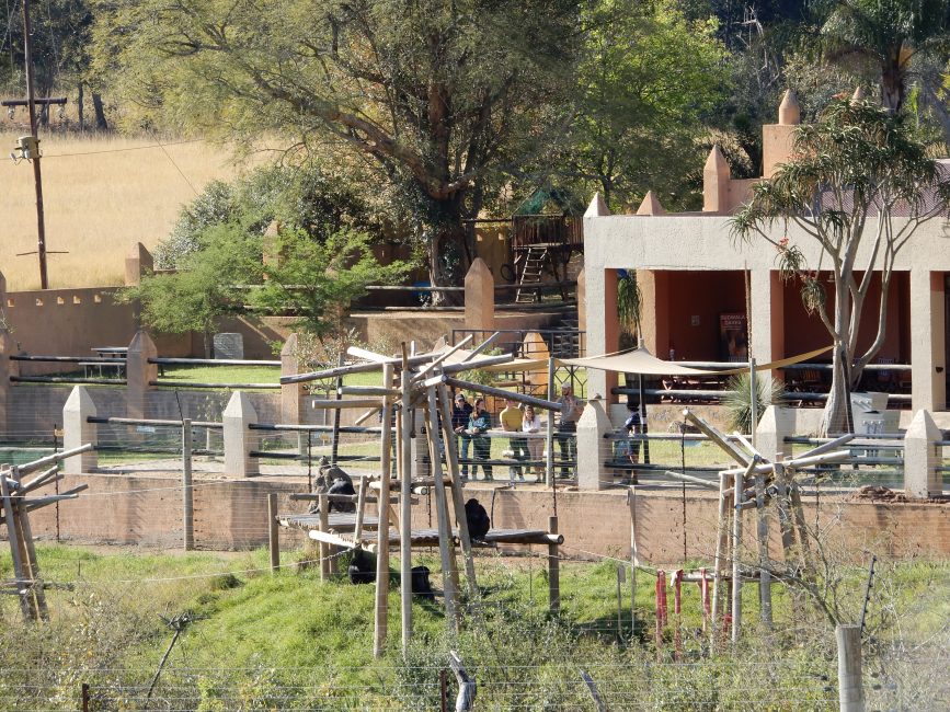 Chimp Eden, un sanctuaire différent des autres – Jane Goodall Institute ...