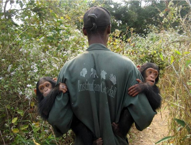 Le sanctuaire de Tchimpounga – Jane Goodall Institute France