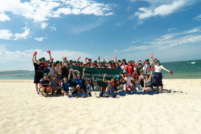 David Greybeard – Jane Goodall Institute France