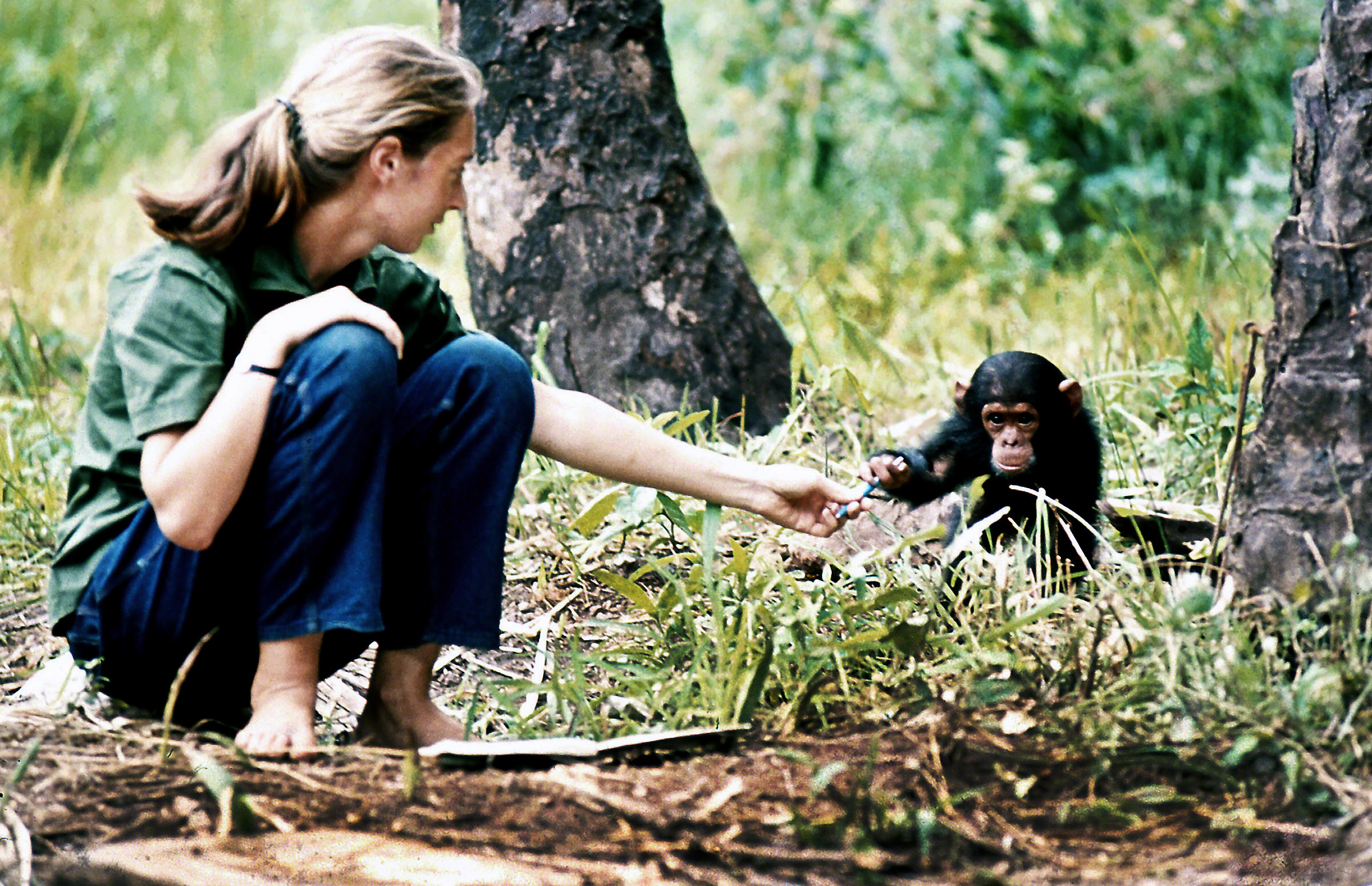 Le Jane Goodall Institute France – Jane Goodall Institute France