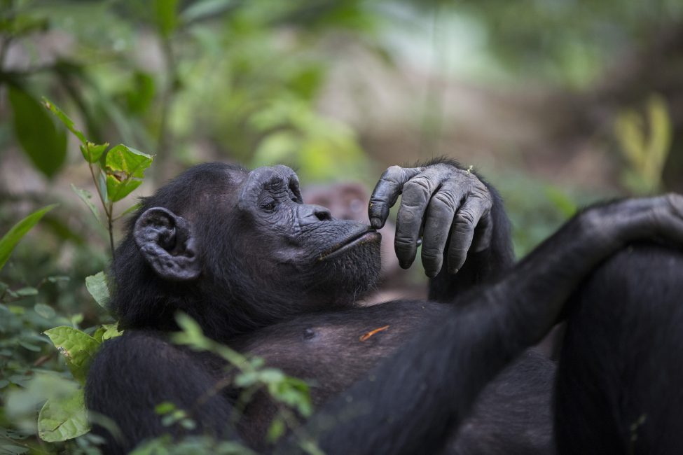 Le sanctuaire de Tchimpounga – Jane Goodall Institute France
