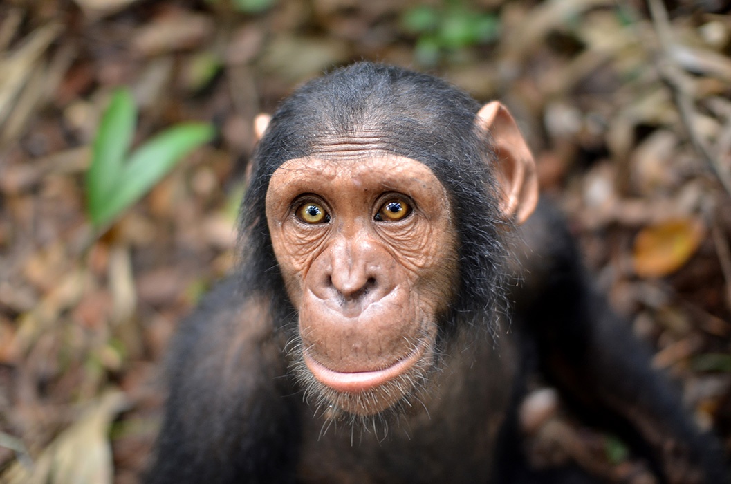 Le sanctuaire de Tchimpounga – Jane Goodall Institute France