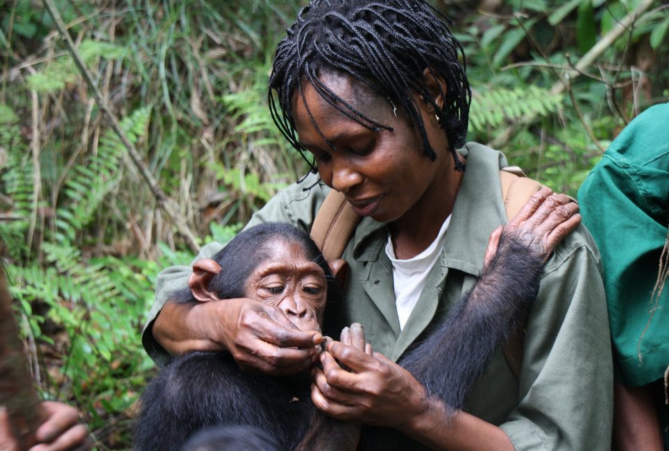 Le sanctuaire de Tchimpounga – Jane Goodall Institute France