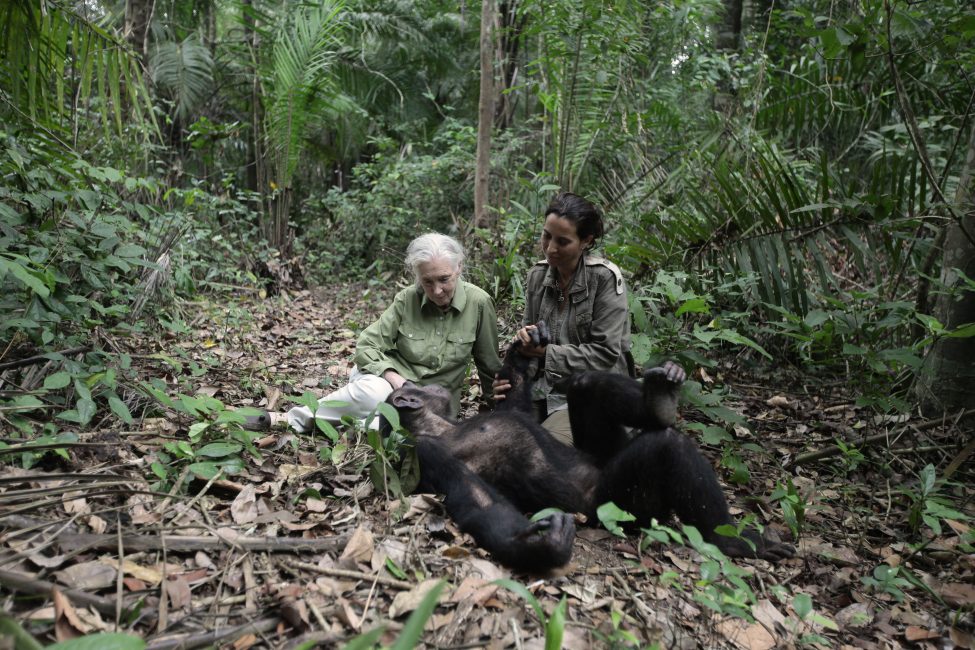 Nos documents – Jane Goodall Institute France