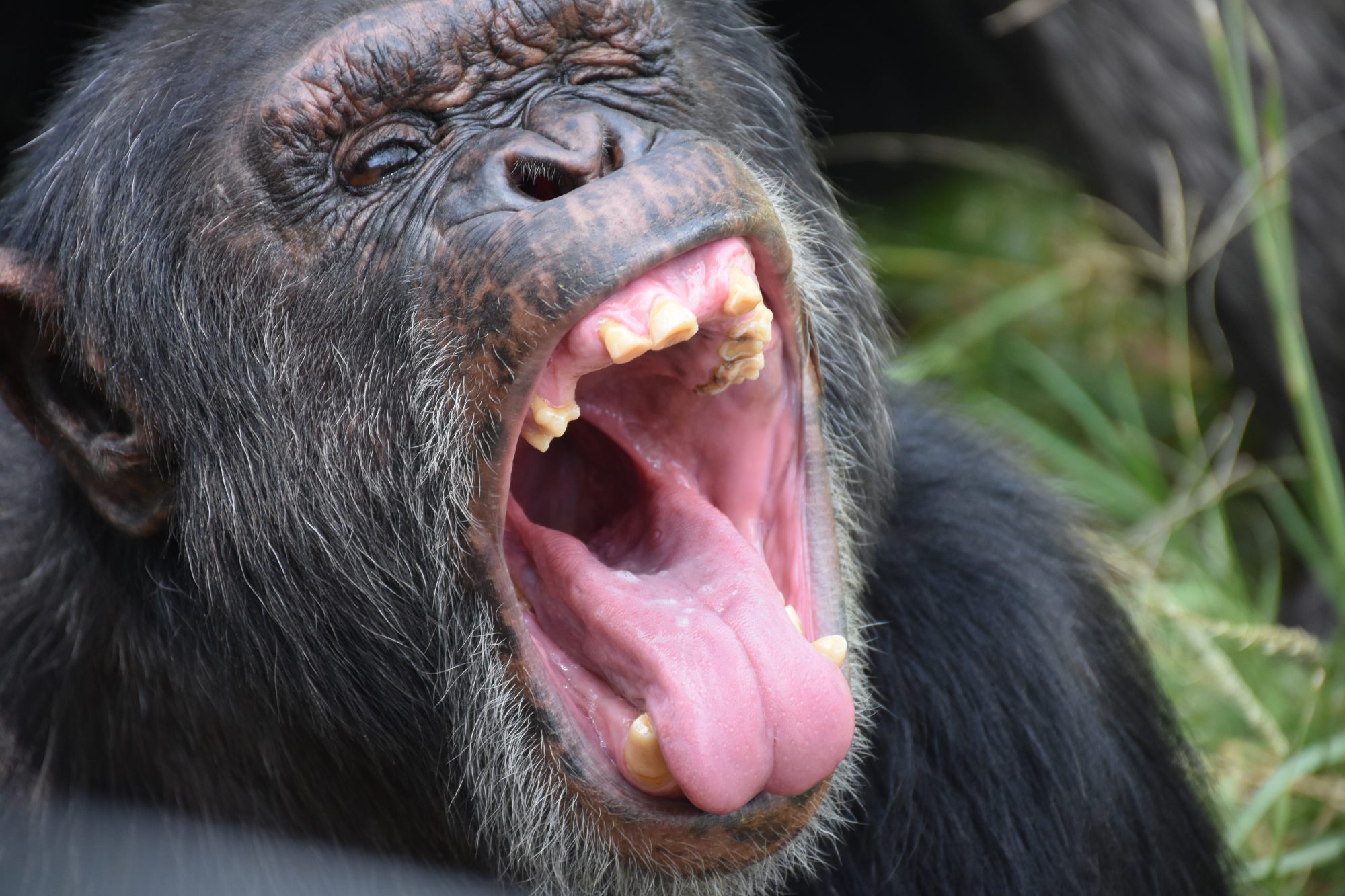 Les chimpanzés de Chimp Eden – Jane Goodall Institute France