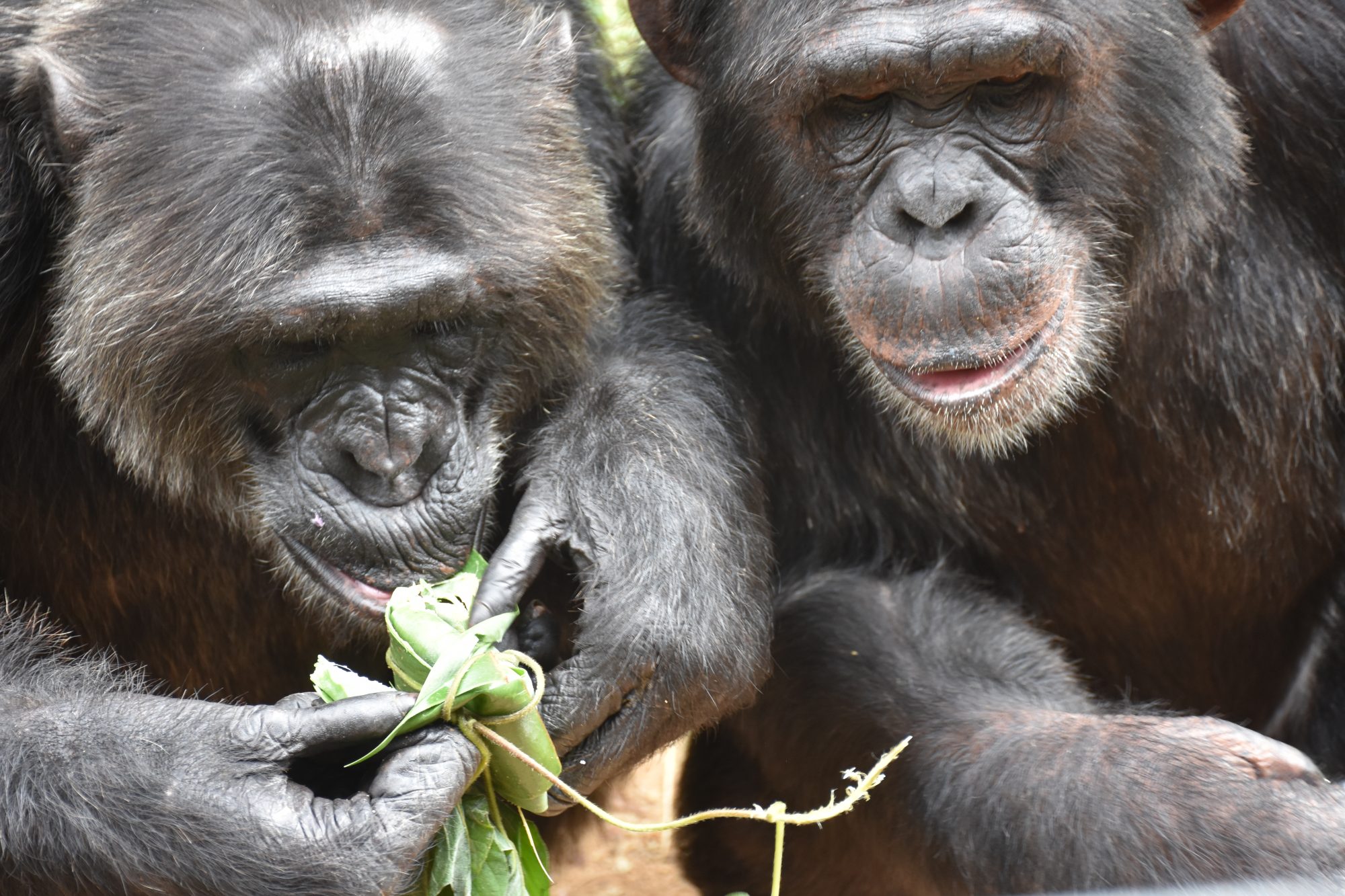 Les chimpanzés de Chimp Eden – Jane Goodall Institute France