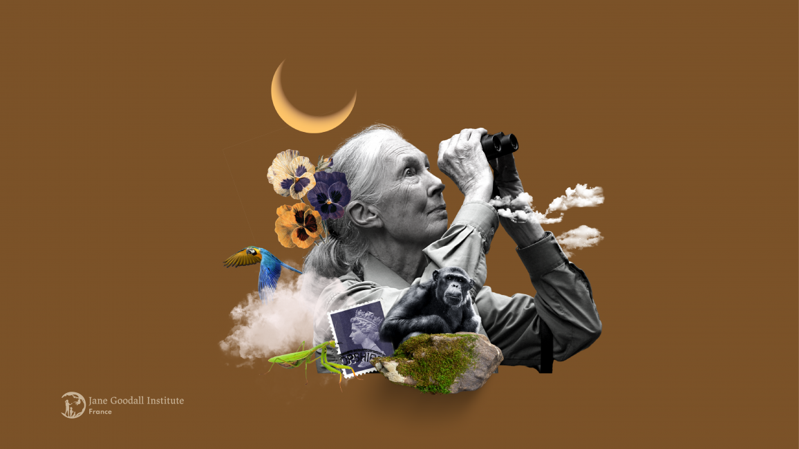Les 90 ans de Jane ! – Jane Goodall Institute France