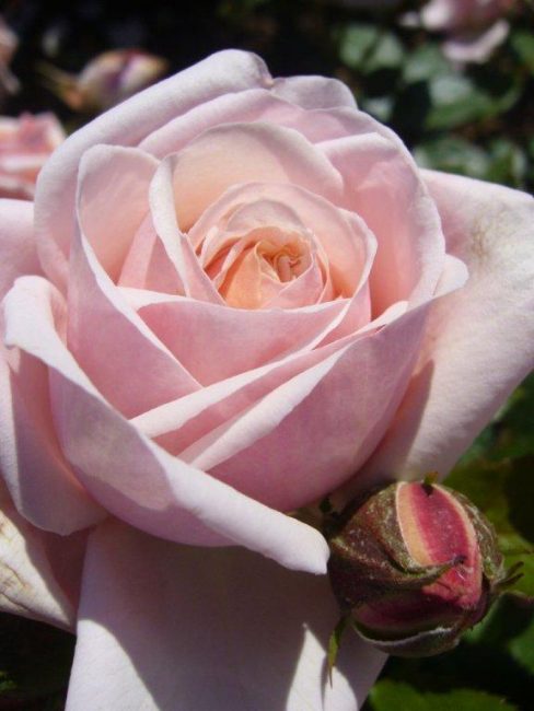 Speech for History from Dr. Jane Goodall UNESCO – October 19th 2024 ...