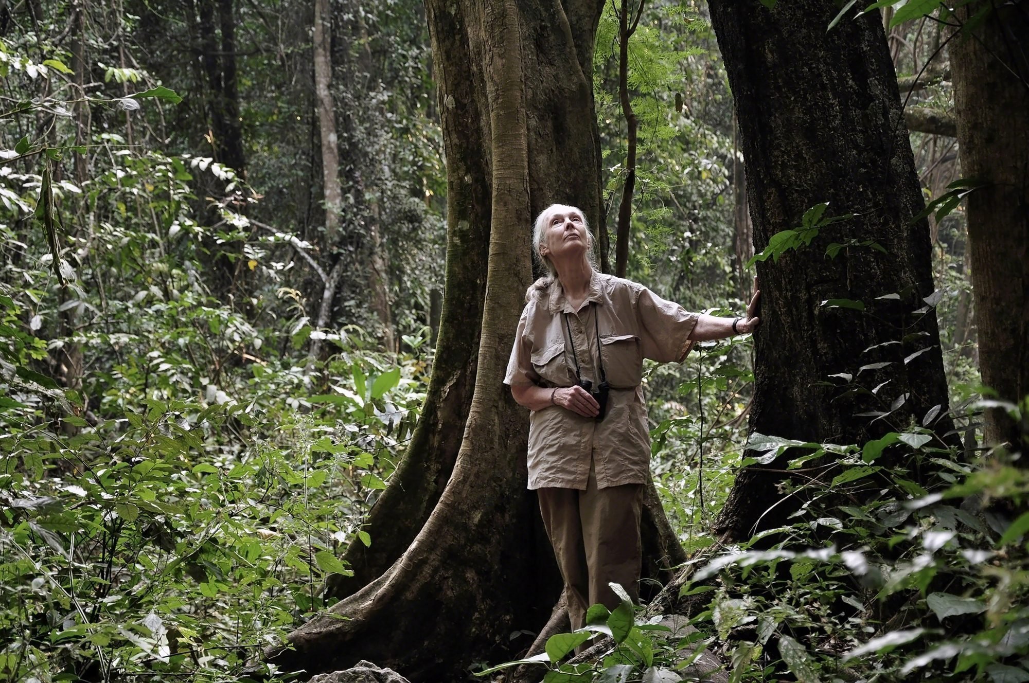Jane Goodall – Jane Goodall Institute France